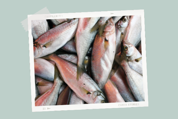 Fish « Cooking Baby Food